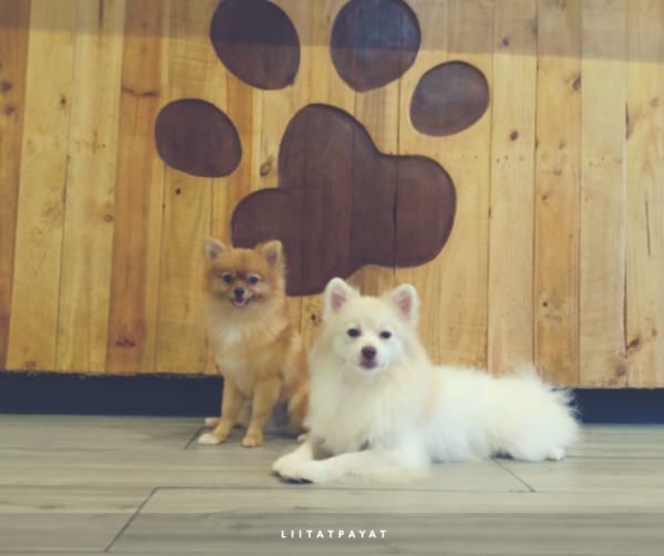 The Paw Club PH: must-visit pet-friendly restaurant in Manila - Liit at ...